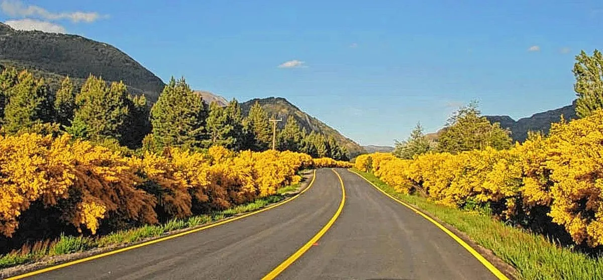 Retamas y lupinos, las dos flores más lindas que visten a la Patagonia ...