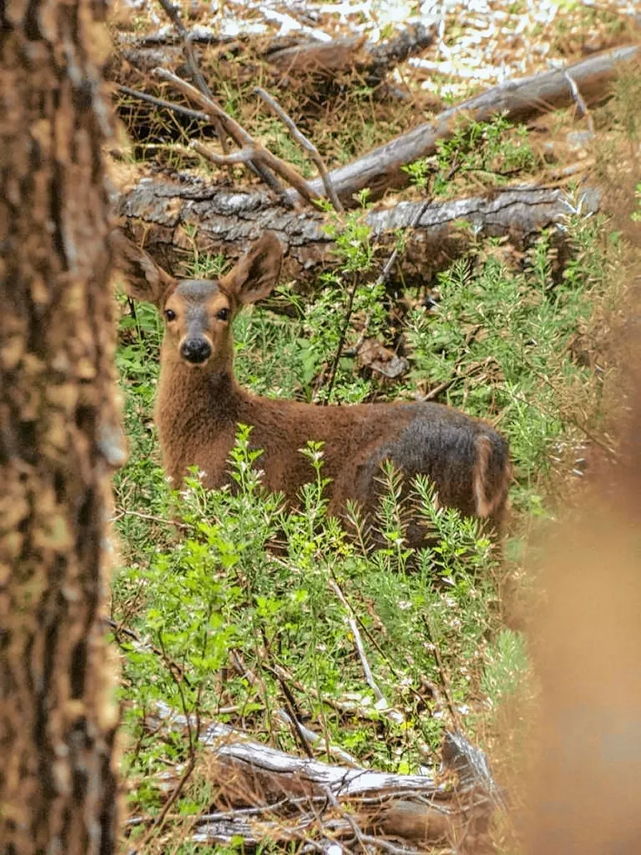 Nació el primer huemul gestado en la Estación de Rehabilitación y ...