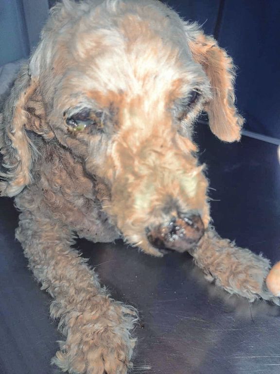 Rifa solidaria para Cloty, una perra rescatada que debe ser operada ...