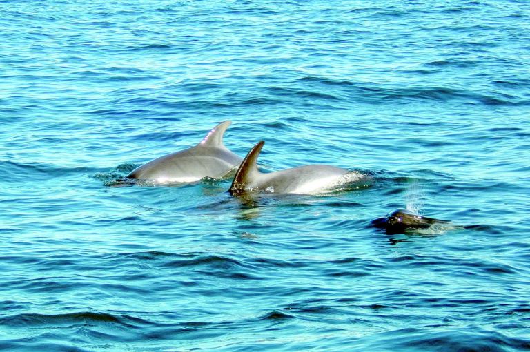 Delfín austral: el misterio Patagónico y su relación con los bosques ...