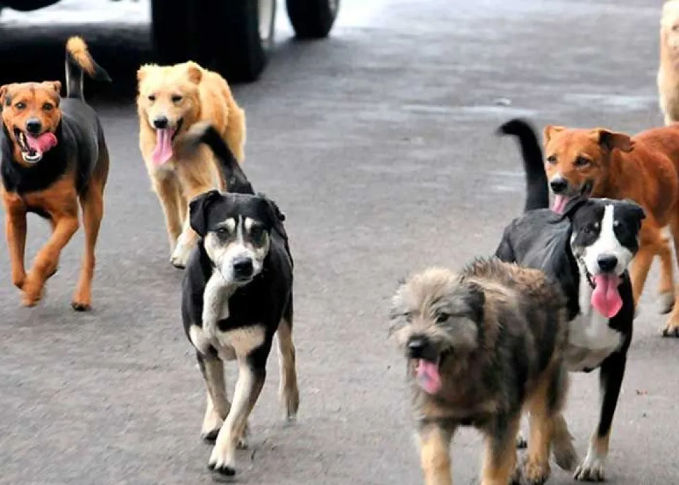 Día del Perro Callejero: la realidad detrás de la fecha y cómo ayudar a ...