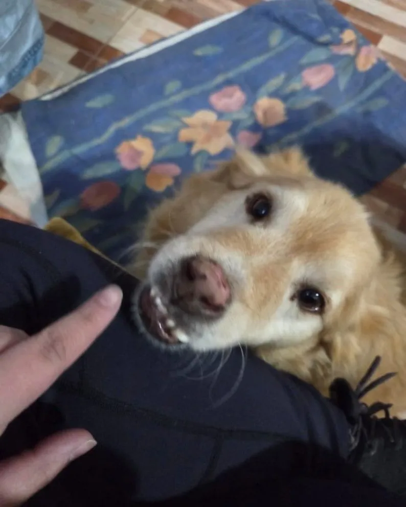 La historia de "Rubio", el perro que murió de un disparo en El Faro ...